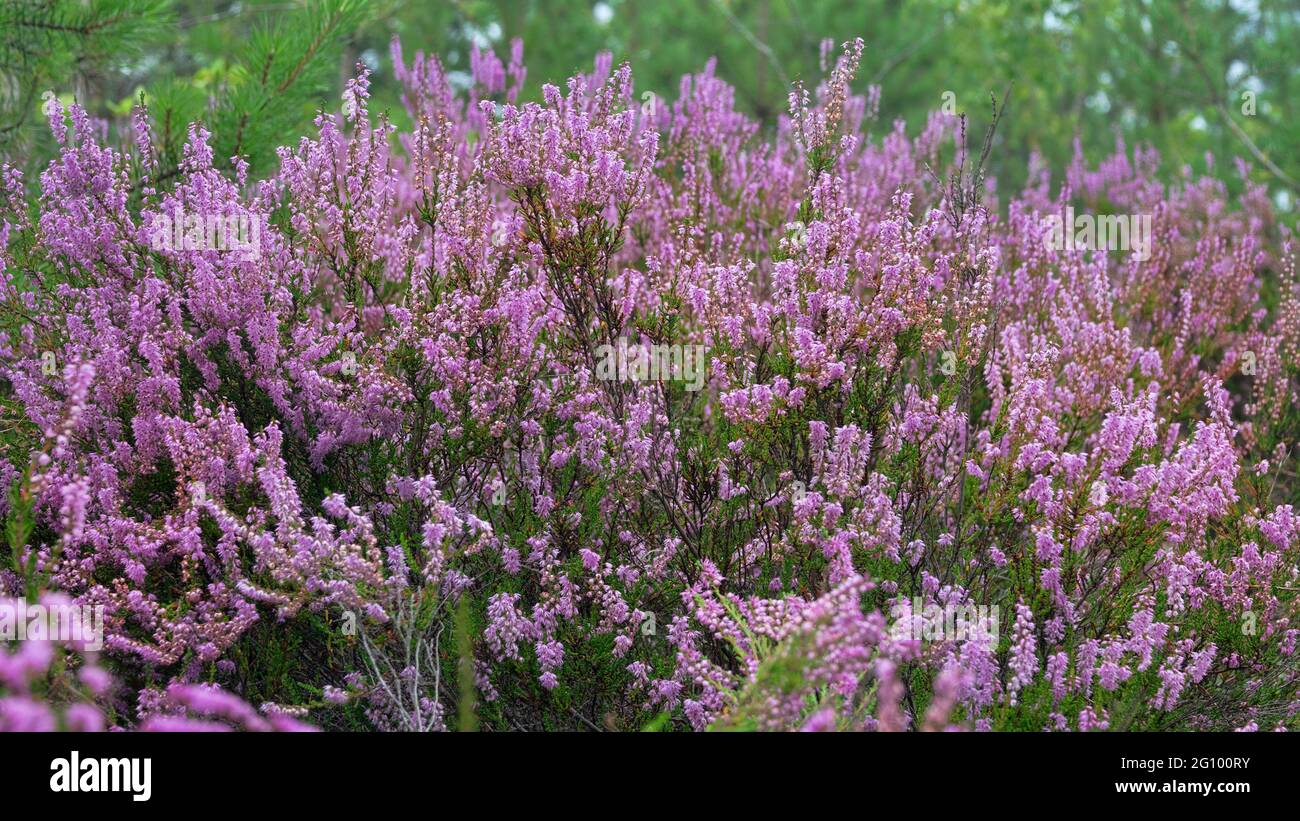 Pink Beauty of mass flowering Heather, Erica (Calluna vulgaris Stock ...