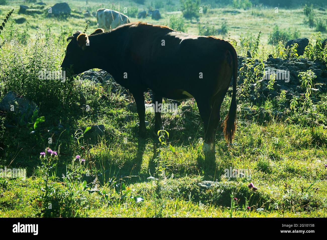 cattle, horned cattle grazing on Alpine pastures Stock Photo - Alamy