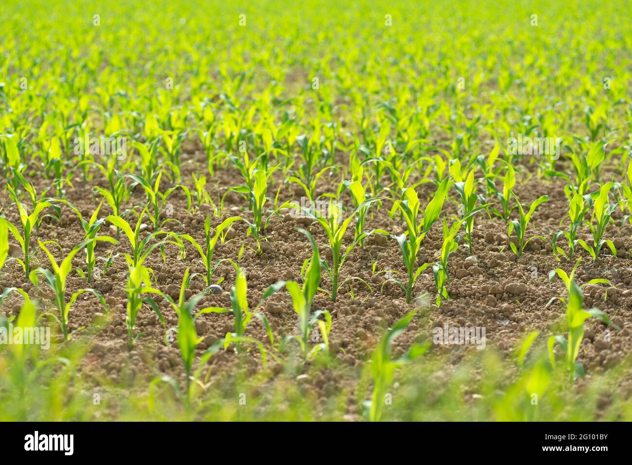 Maize production hi-res stock photography and images - Alamy