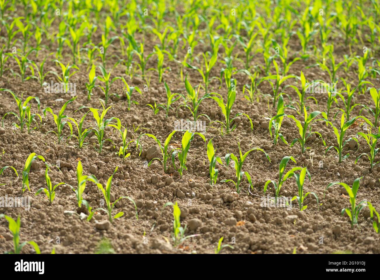 Maize production hi-res stock photography and images - Alamy
