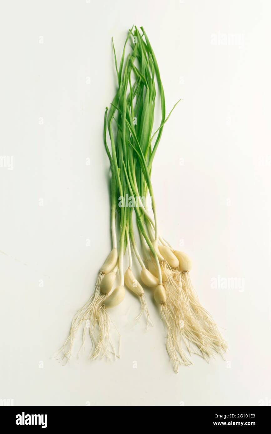 Closeup of freshly harvested raw green tender garlic,Allium cepa plant ...