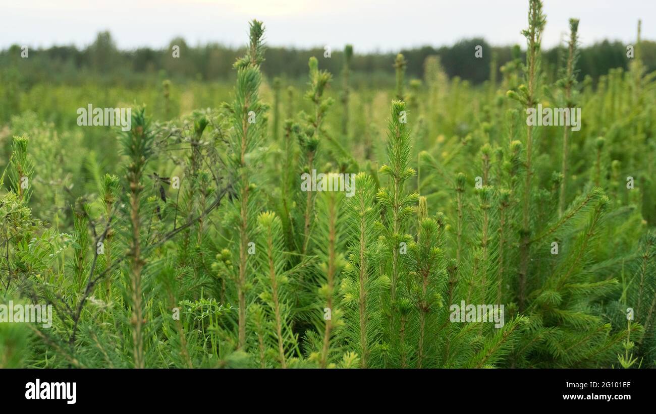 Forest nursery for growing spruce seedlings. Eastern Europe forestry ...