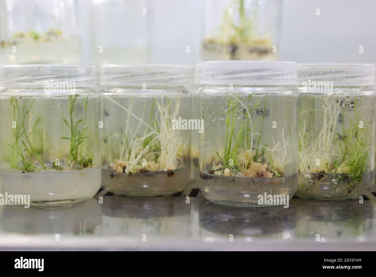 Seedlings tissue culture technology hi-res stock photography and images ...