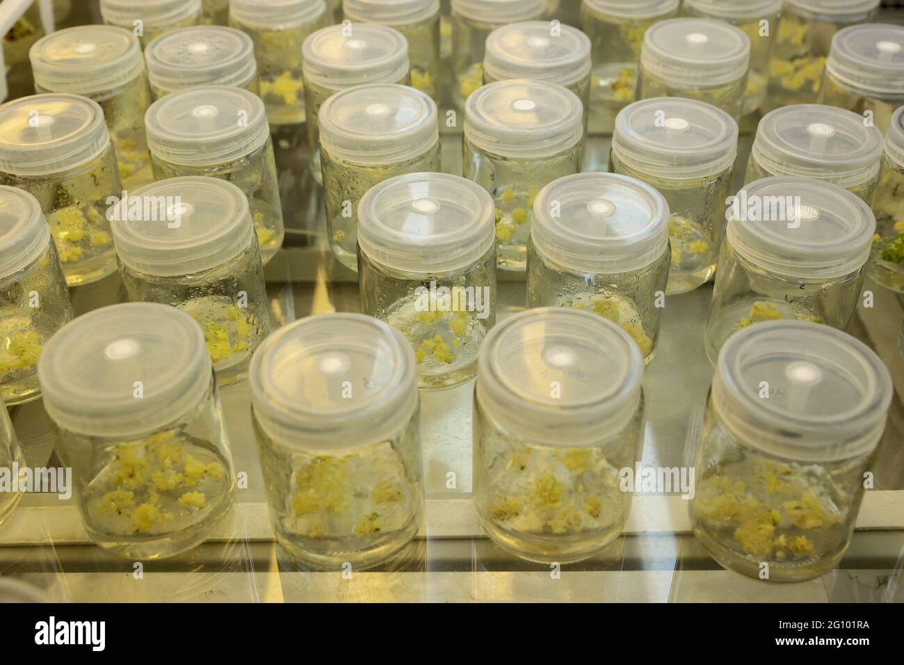 Seedlings tissue culture technology hi-res stock photography and images ...