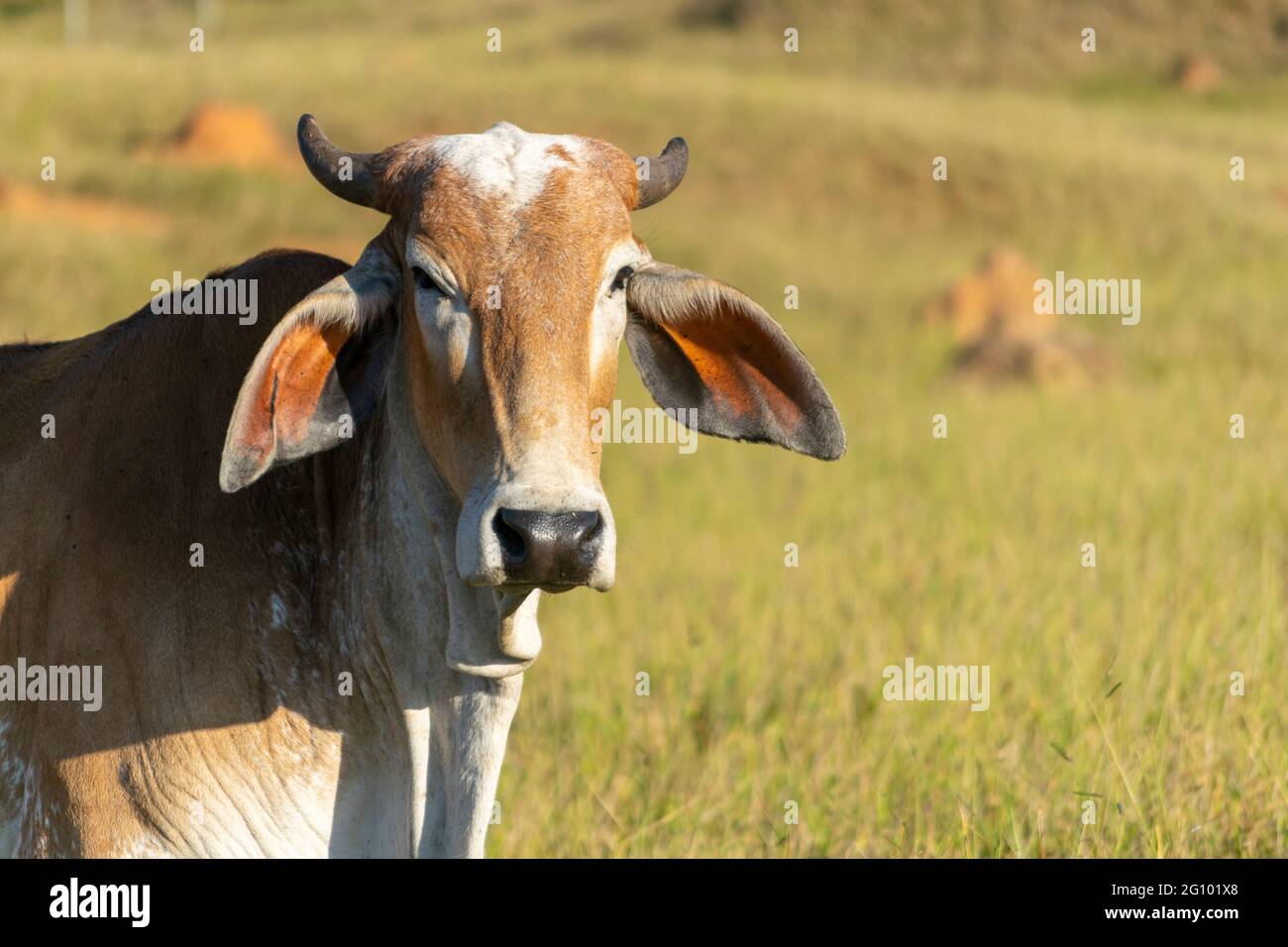 Nellore cattle hi-res stock photography and images - Alamy