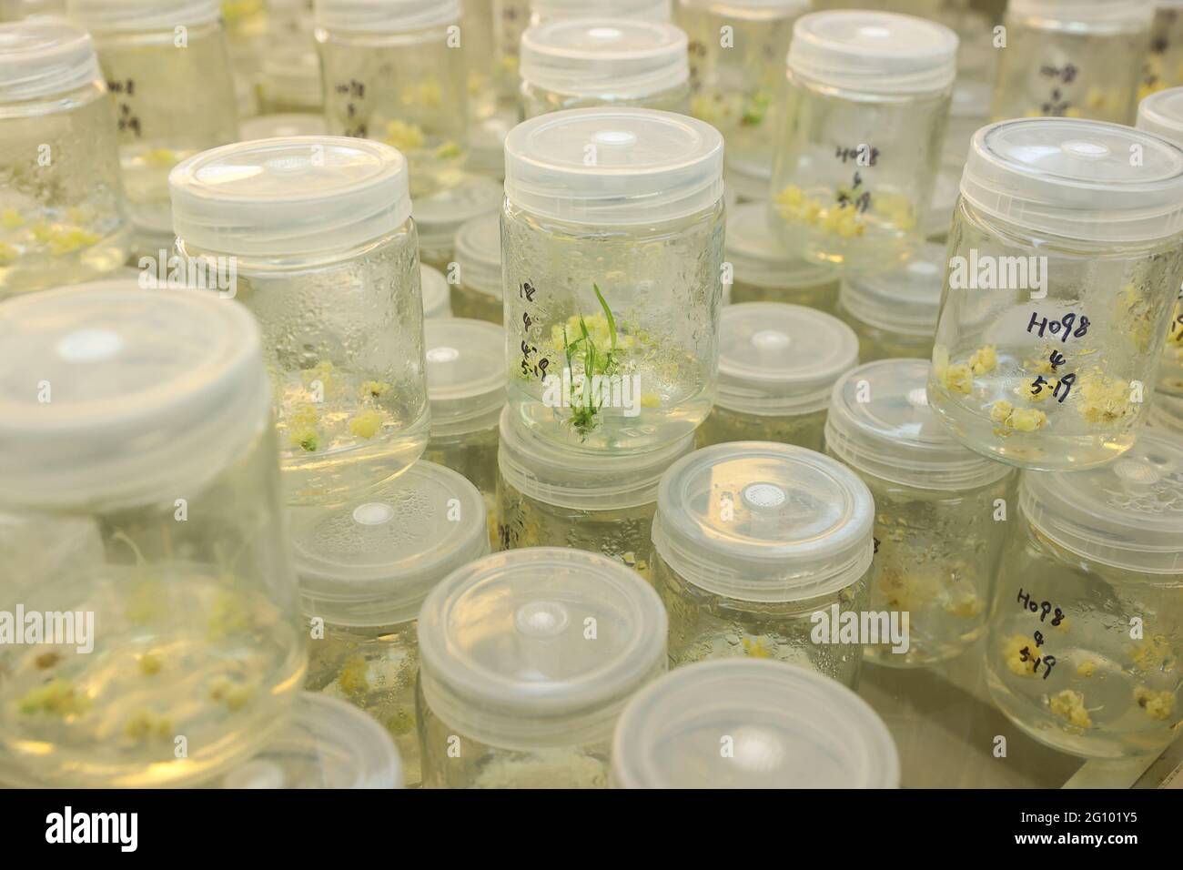 Seedlings tissue culture technology hi-res stock photography and images ...