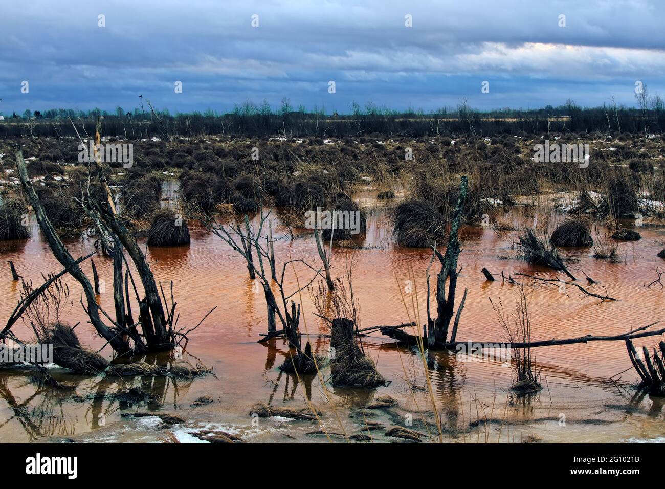 Winter views of lowland moor, everglade with yellow rotten ice, sedge ...
