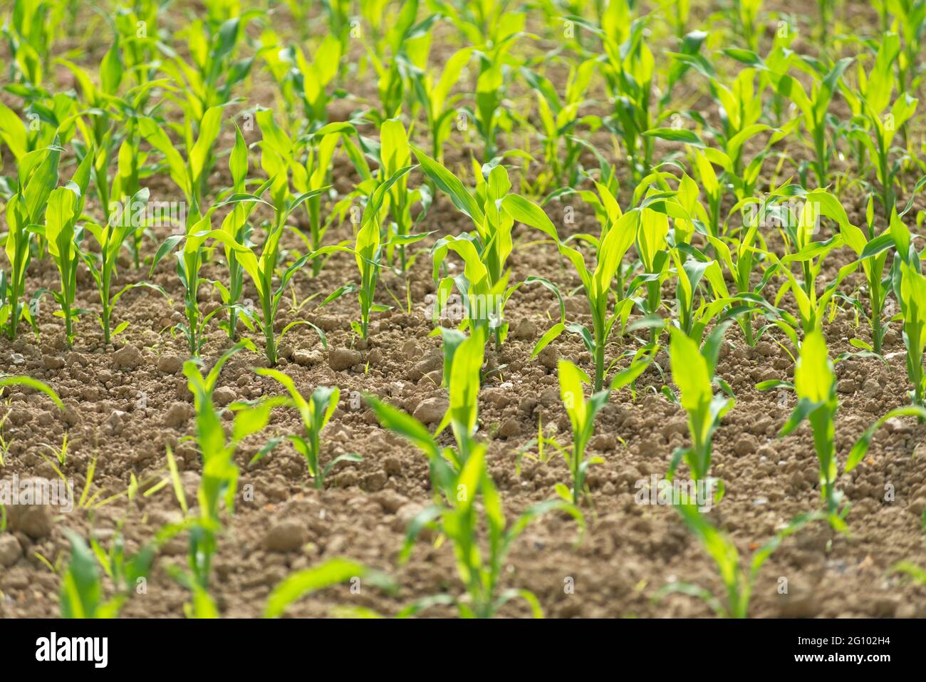 Italy, Lombardy, Countryside near Cremona, Young Maize Plants Rows in ...