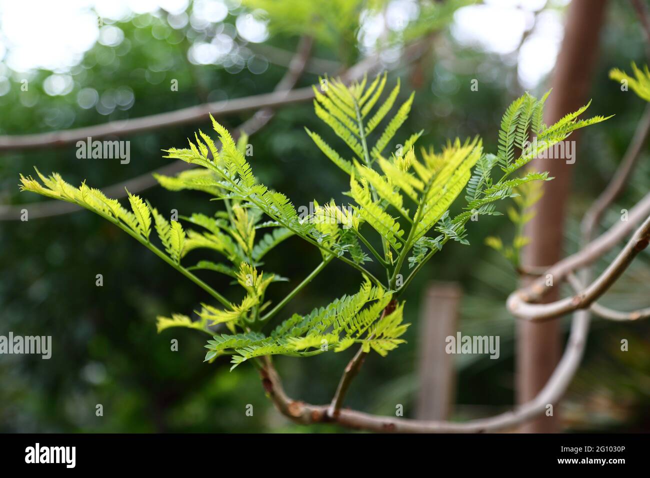 Close-up of a Fern Tree Jacaranda mimosifolia Stock Photo - Alamy
