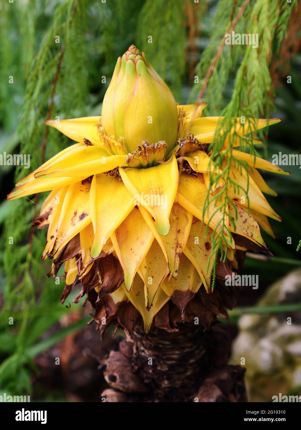 Close-up of a Golden Lotus Banana musella lasiocarpa Stock Photo - Alamy