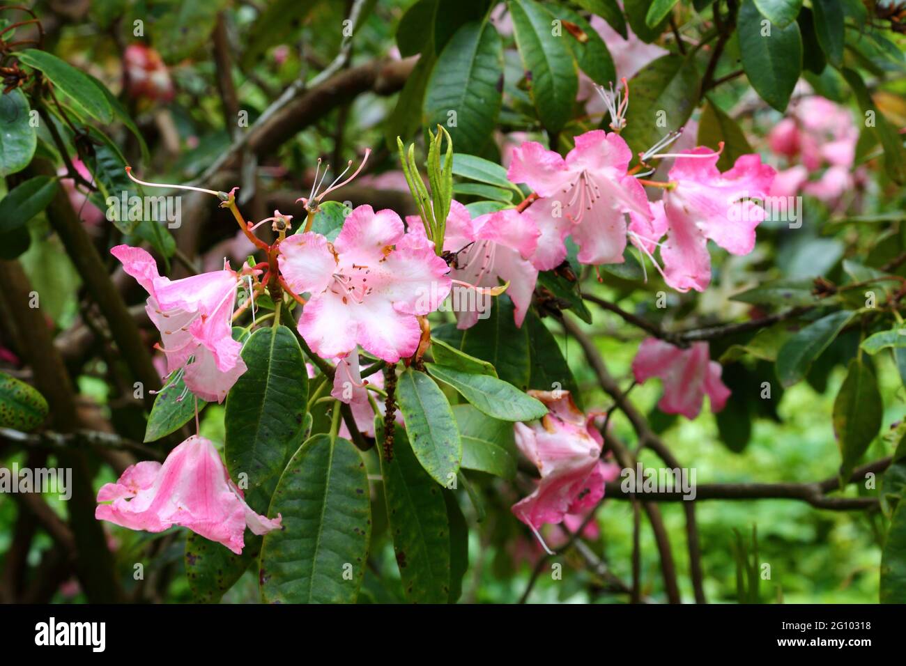 Shrubs pink rhododendron shrub hi-res stock photography and images - Alamy