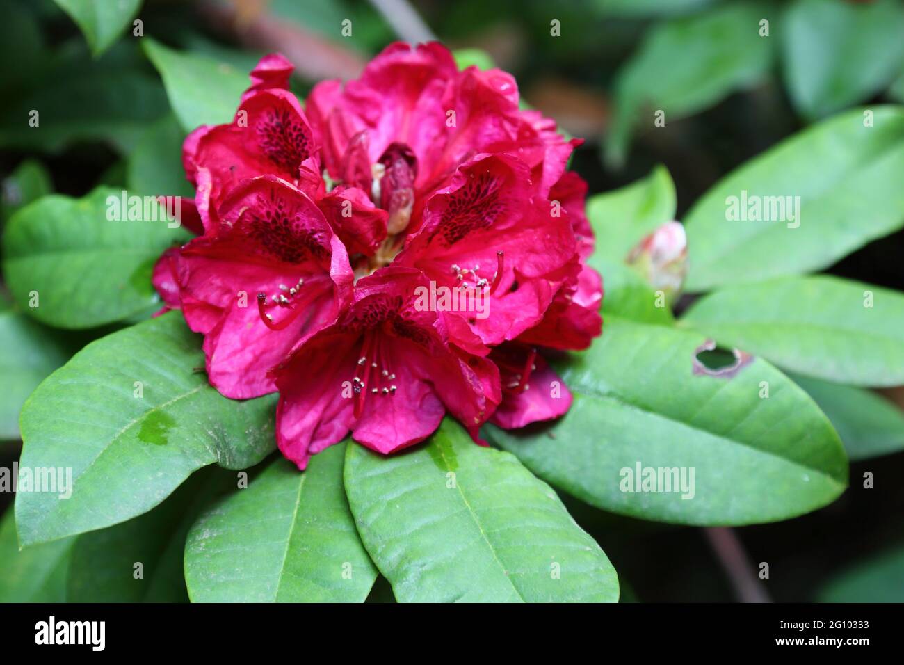 Shrubs pink rhododendron shrub hi-res stock photography and images - Alamy