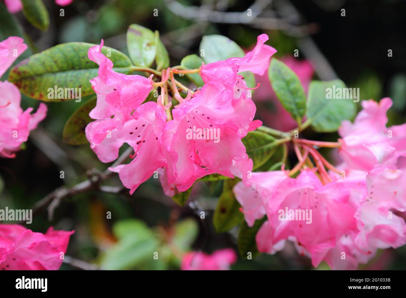 Shrubs pink rhododendron shrub hi-res stock photography and images - Alamy