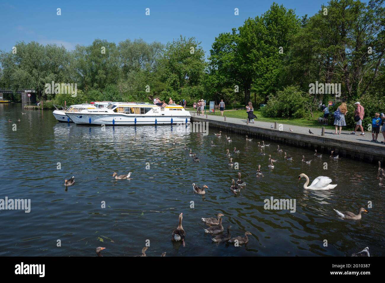 Norfolk broads birds hi-res stock photography and images - Alamy