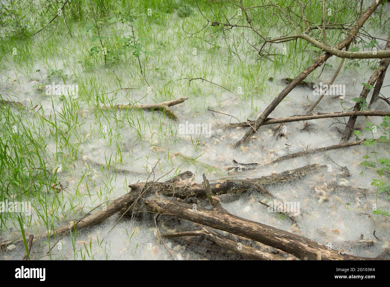 Dead willow trees salix sp hi-res stock photography and images - Alamy