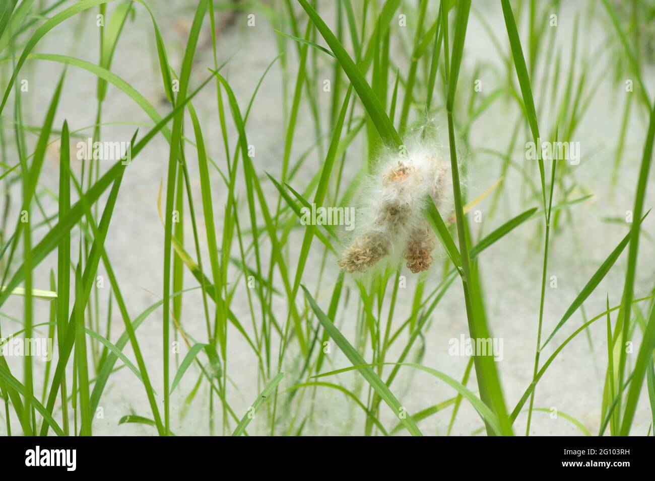 two willow catkins in hanging in grass above carpet of seeds, Salix sp ...