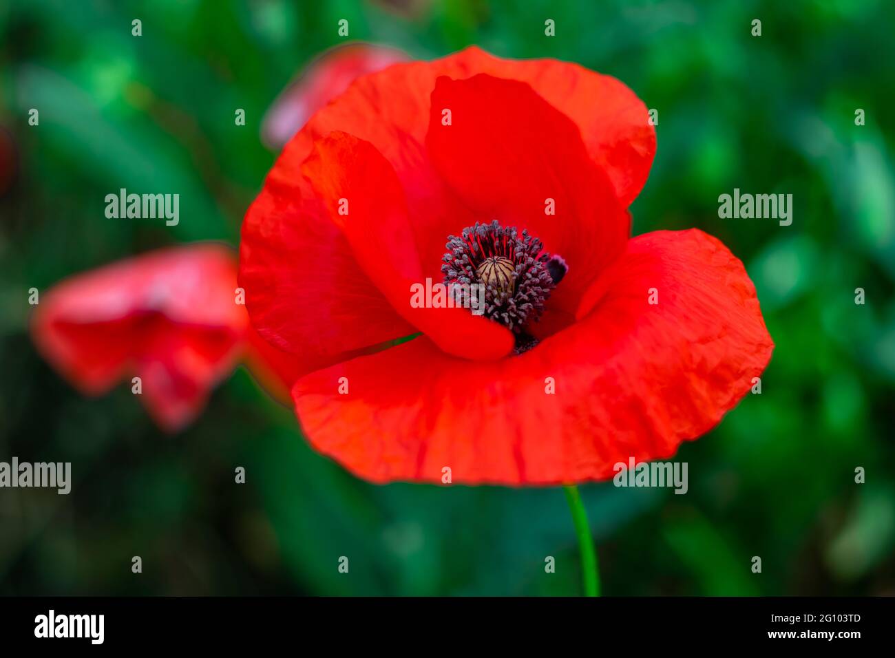 Wild red poppy flower close-up in green grass. Beautiful summer ...