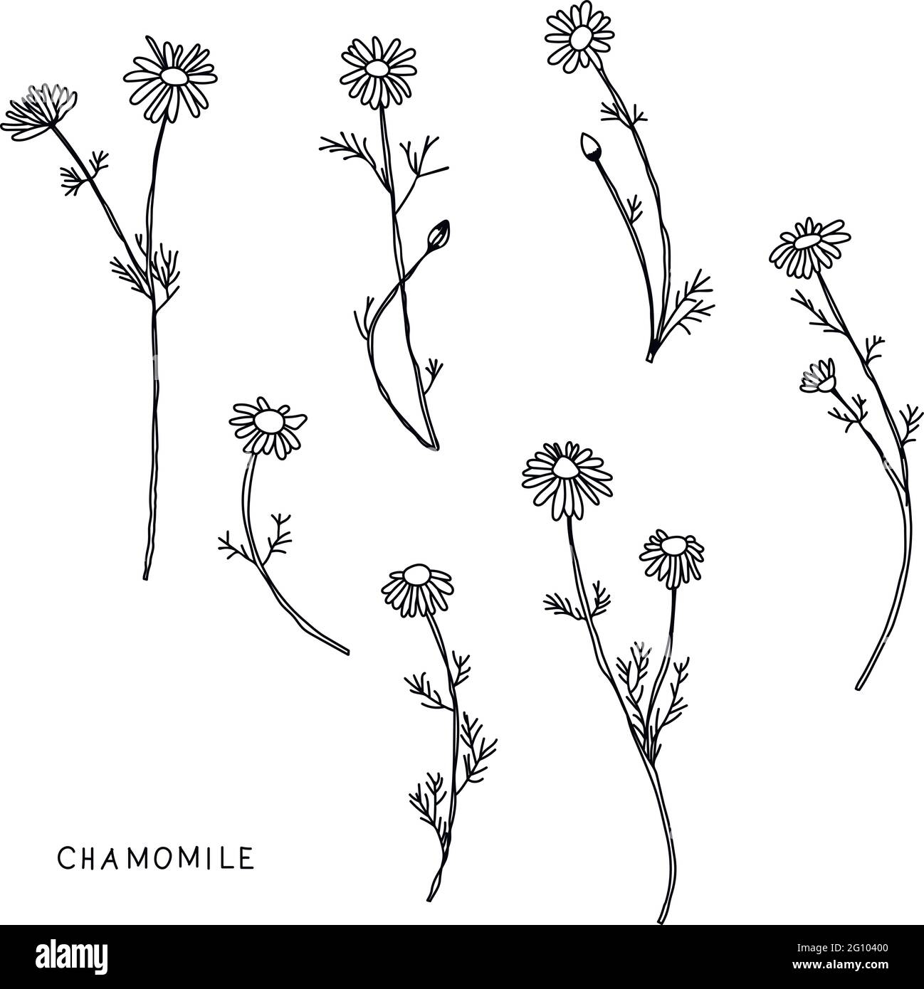Black And White Daisy Drawing