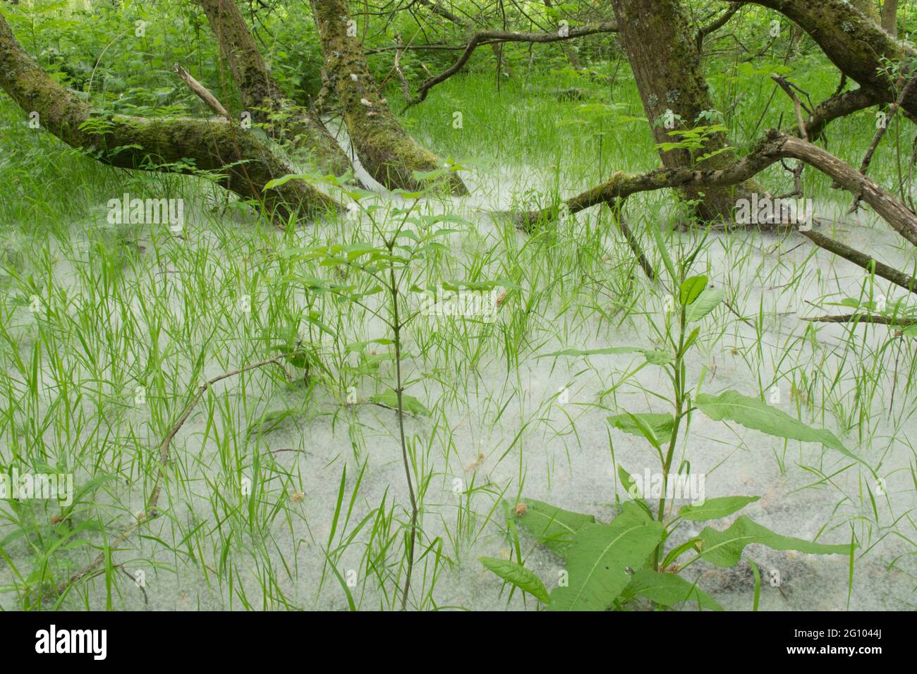 Willow salix sp branches hi-res stock photography and images - Alamy