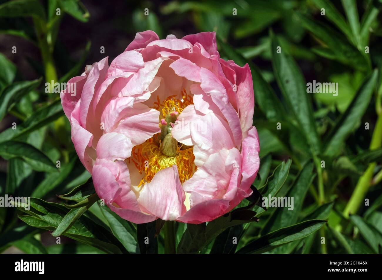 Salmon flowers hi-res stock photography and images - Alamy