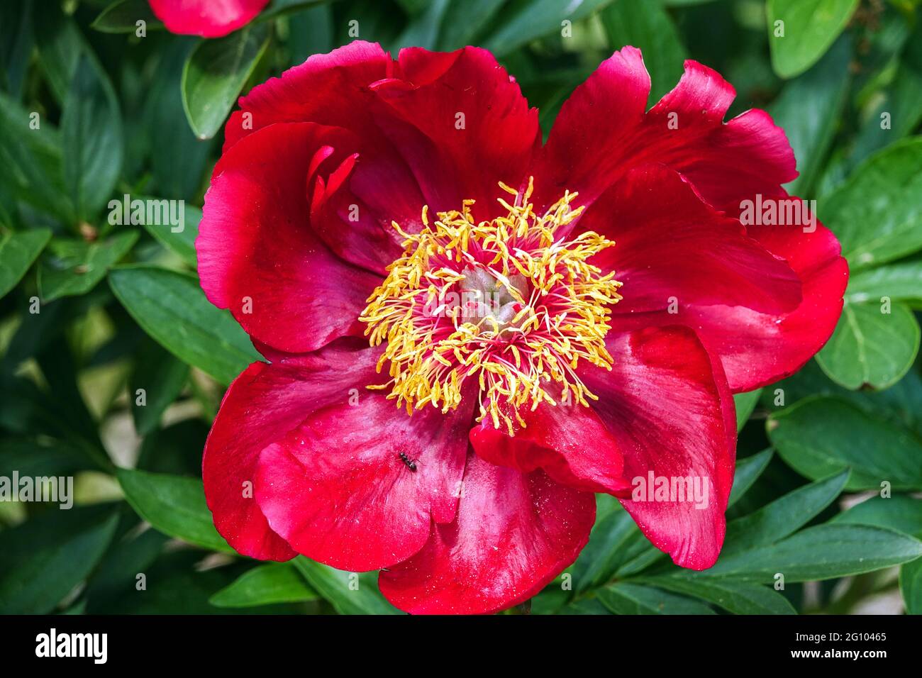 Garden flower, Red Peony Favorita Paeonia lactiflora Stock Photo - Alamy