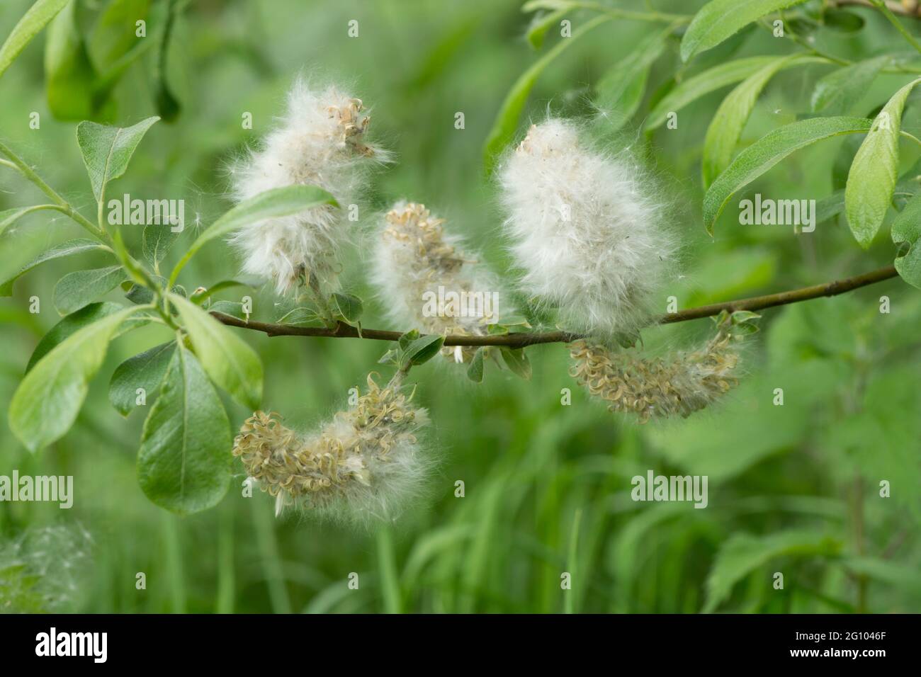 catkins of willow tree, Salix sp, covered with white seeds, June, UK ...