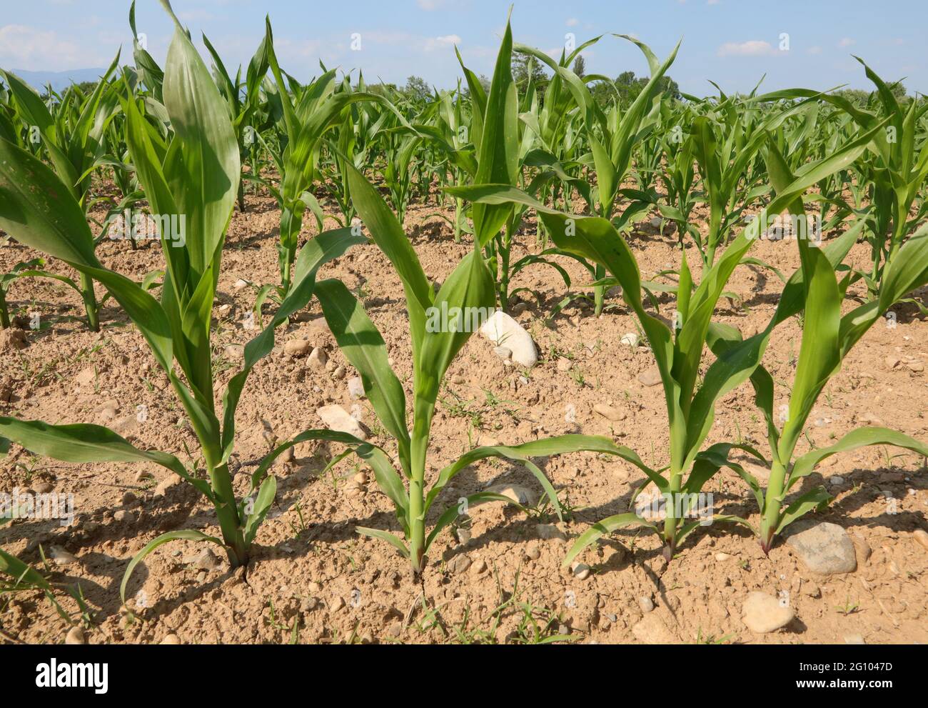 small corn plants still low and without cobs with leaves in the field ...