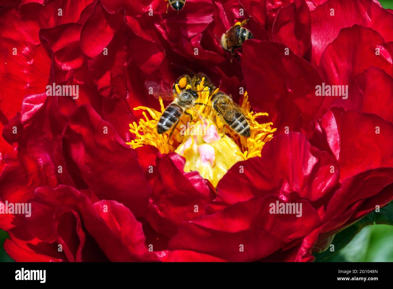 Paeonia alexander woolcott hi-res stock photography and images - Alamy