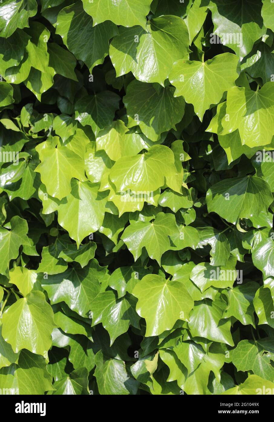 background of green big leaves of plant named ivy illuminated by the ...