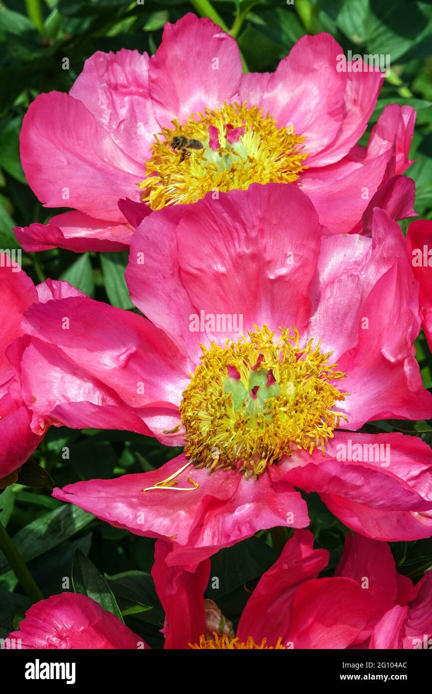 Paeonia flame hi-res stock photography and images - Alamy