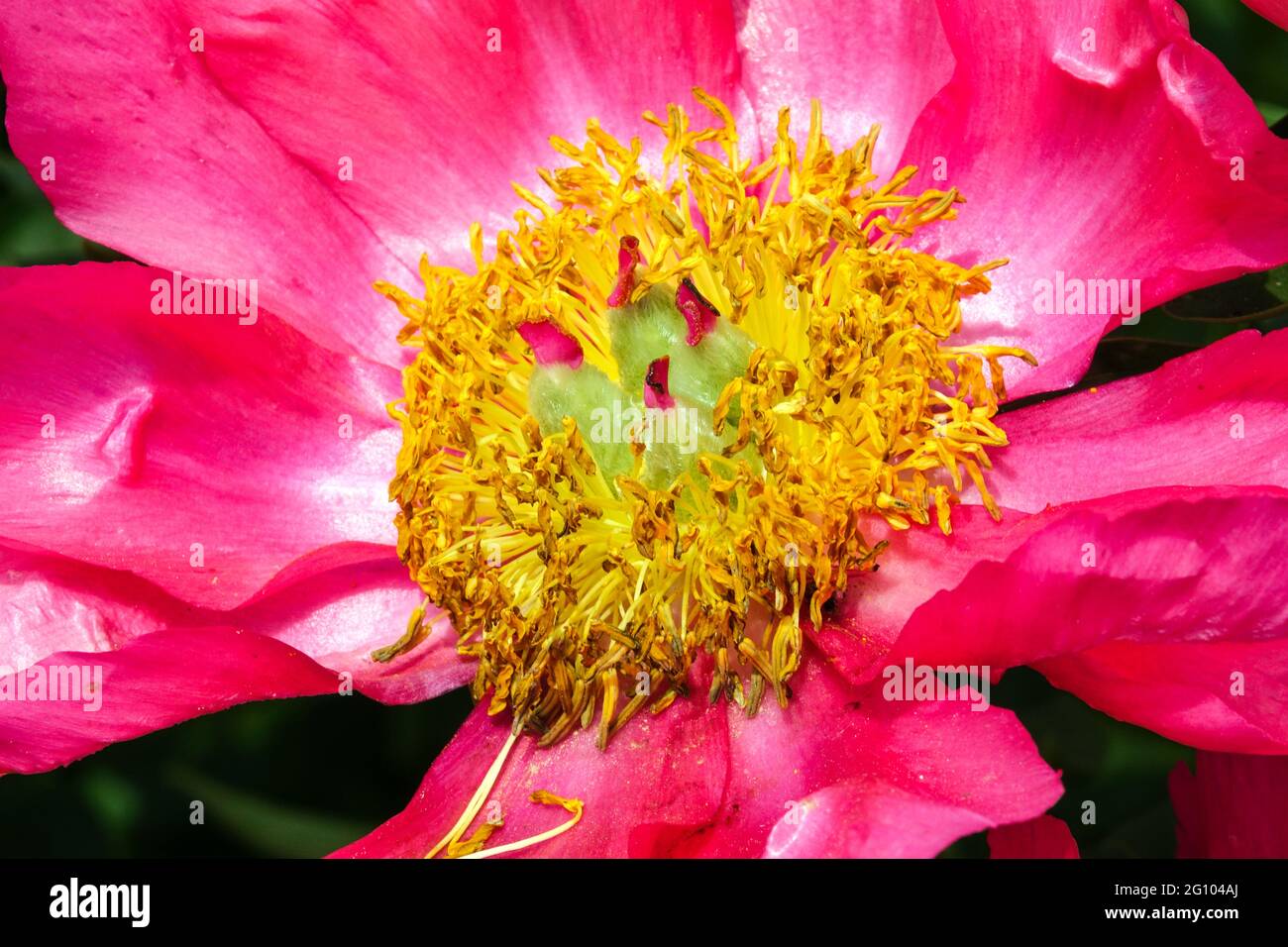 Pink Peony 'Flame' Peony flower close up Stock Photo - Alamy