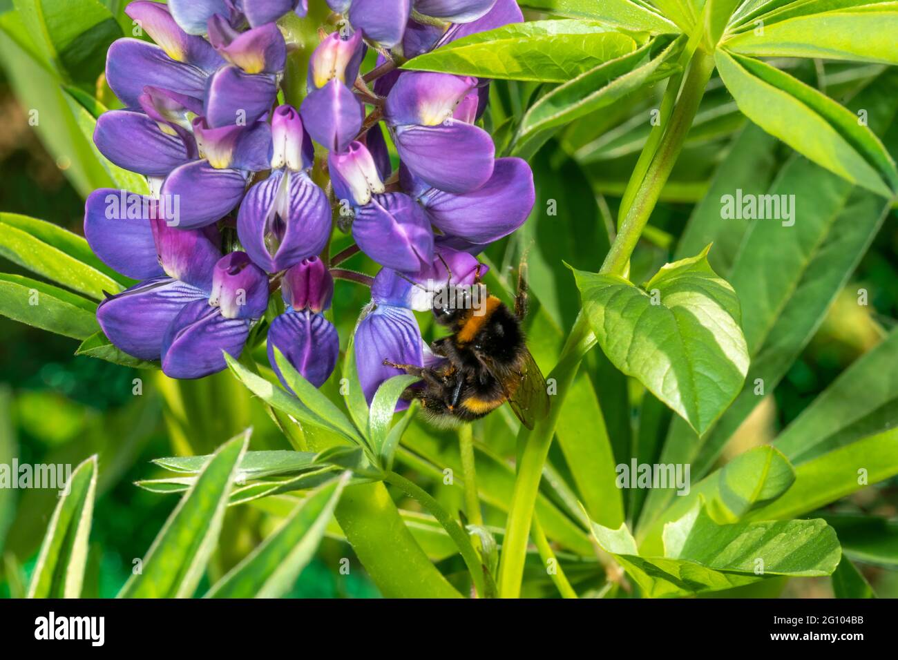 Bumblebee sits on a large blue lupine flower against a green background ...
