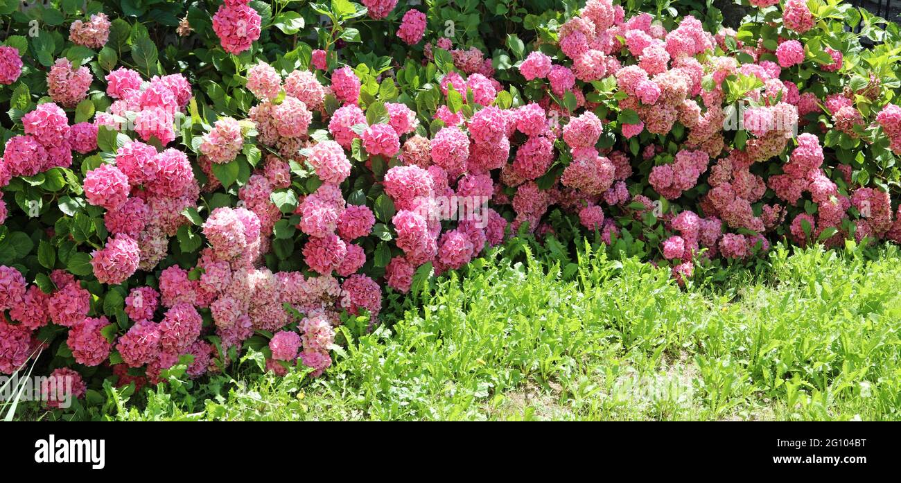 Fuchsia hydrangeas hi-res stock photography and images - Alamy