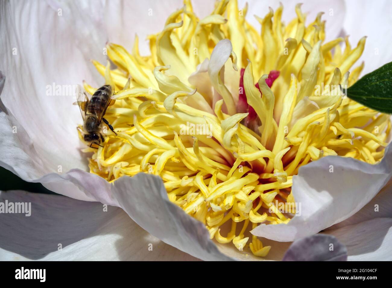 White Peony "Requiem" Honey Bee in flower close up bowl Stock Photo - Alamy