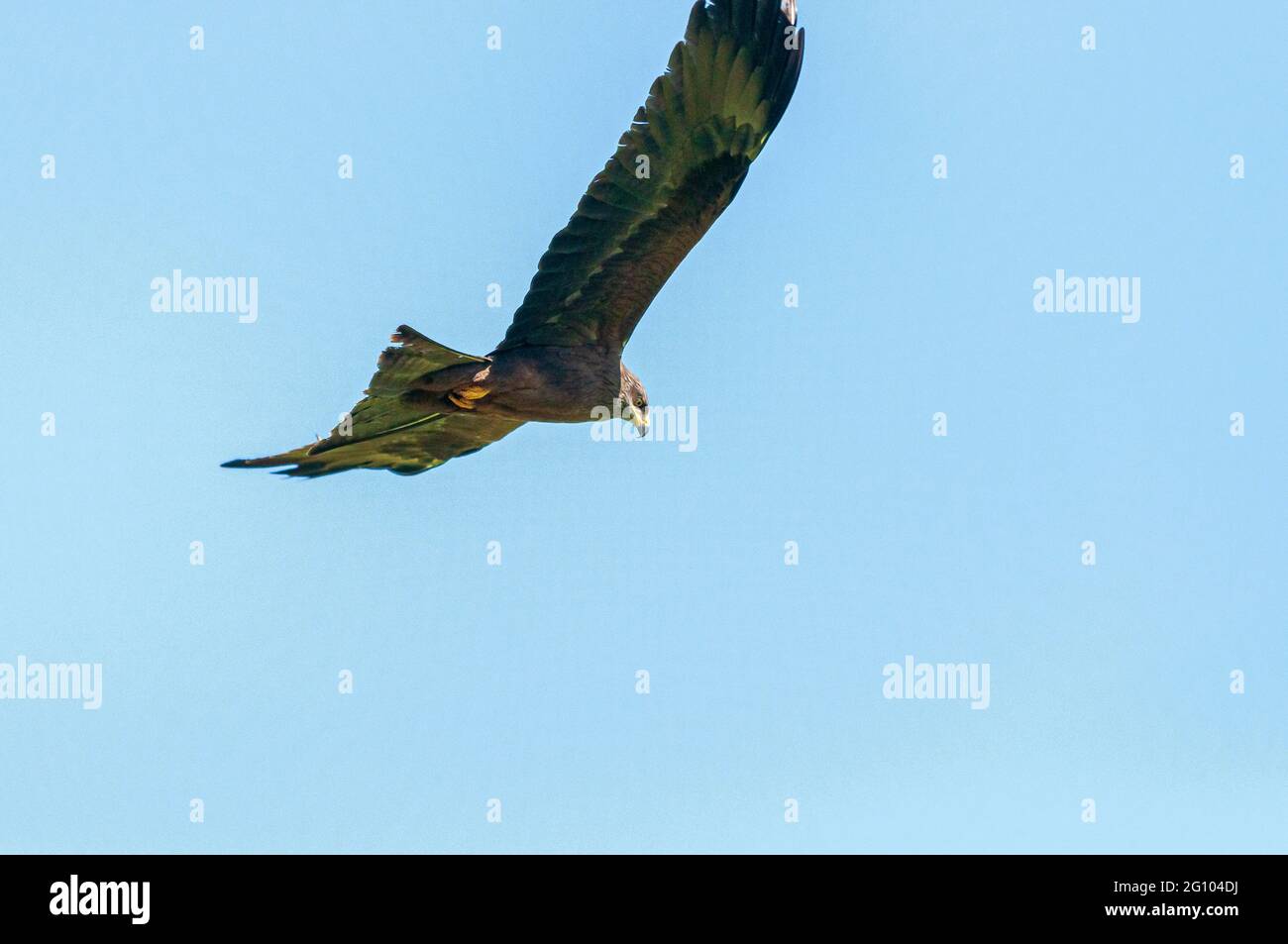 Beautiful shot of a Milvus bird flying in a blue sky Stock Photo - Alamy