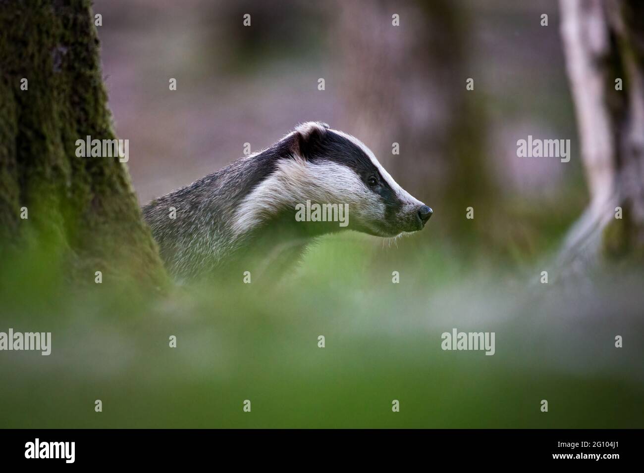 Badger in open woodland Stock Photo - Alamy