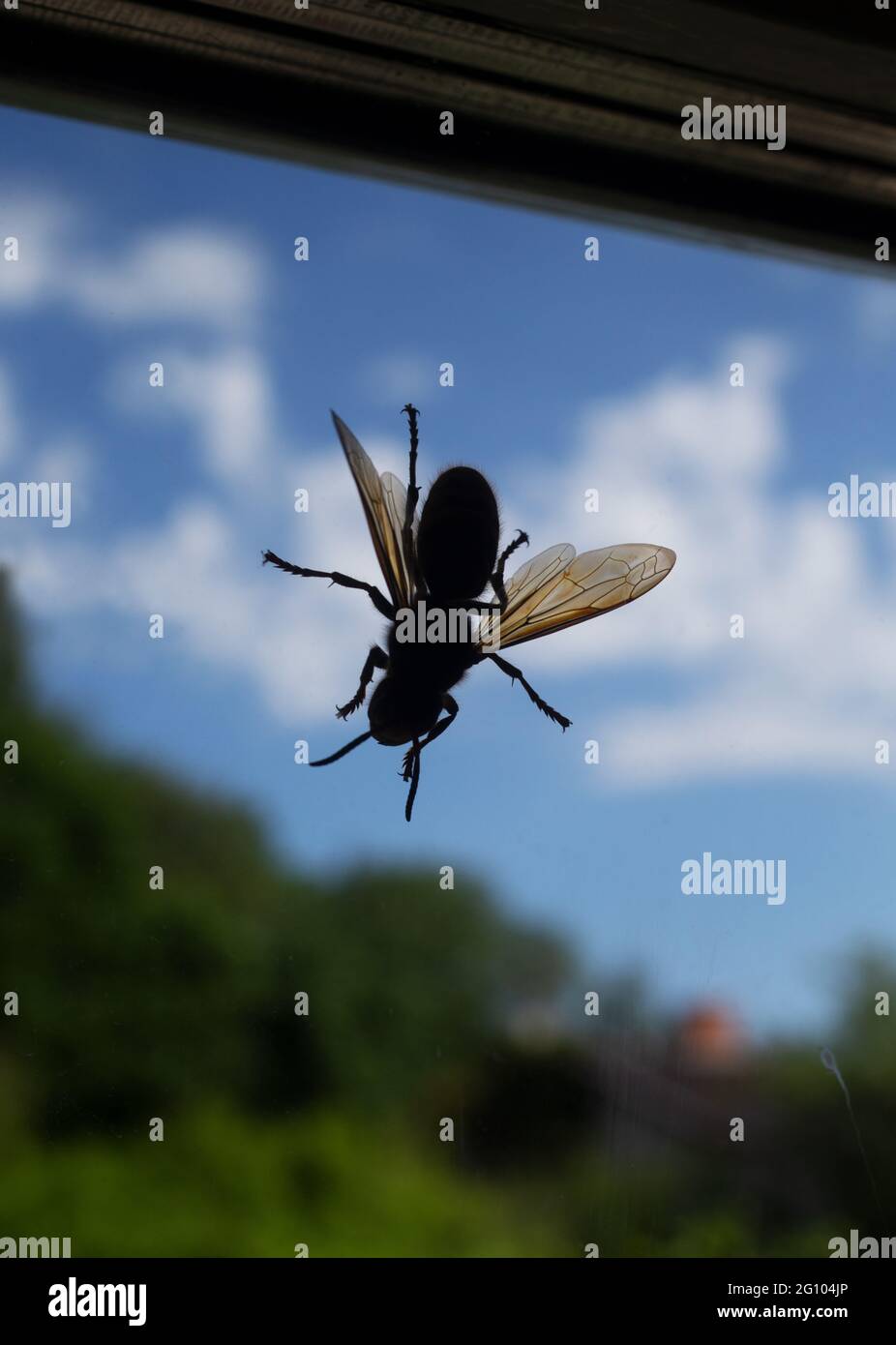 Wasp on window hi-res stock photography and images - Alamy