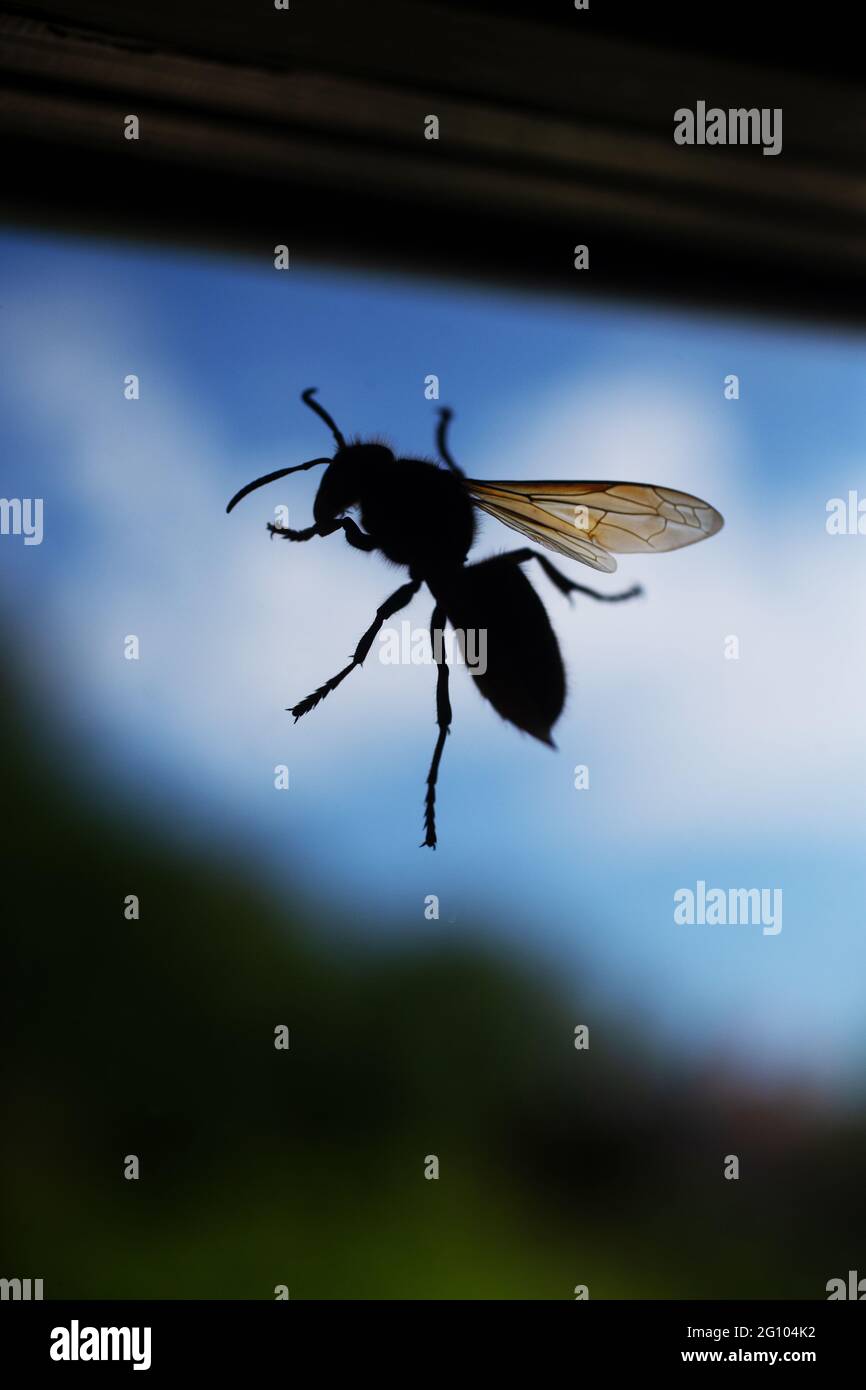 A wasp on a window Stock Photo - Alamy