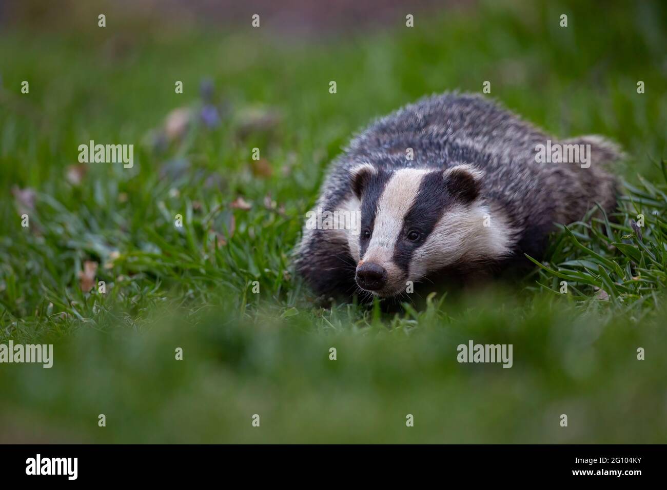 Badger in open woodland Stock Photo - Alamy