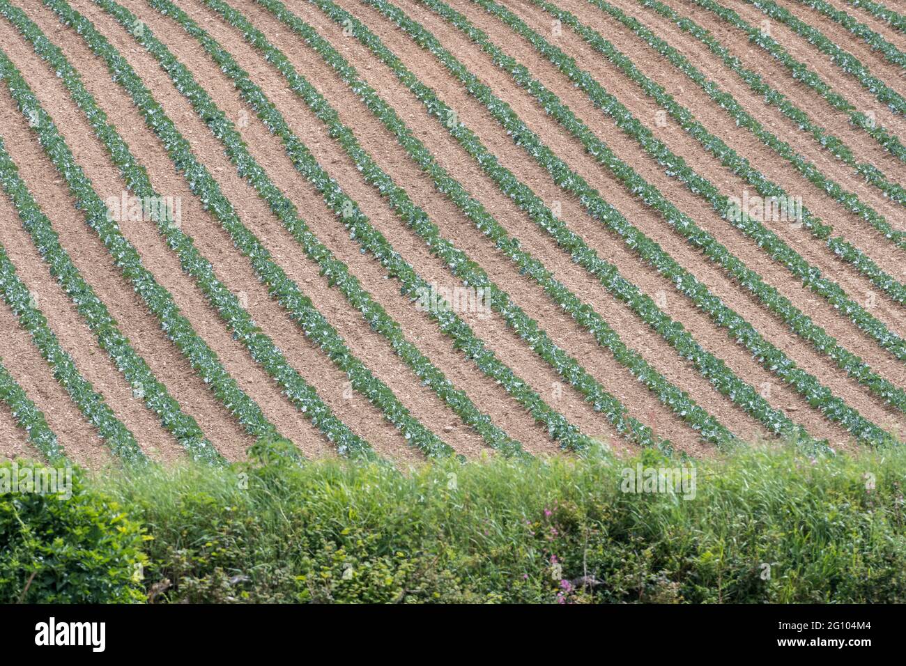 Rows of green vegetable growing in open field. Looks like a Brassica ...