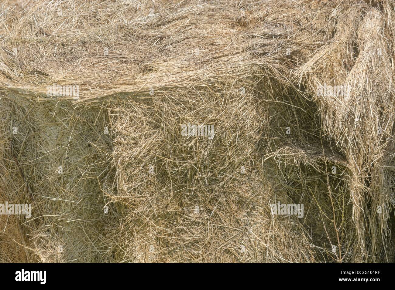 Mass straw texture of a round hay bale which has been broken open ...