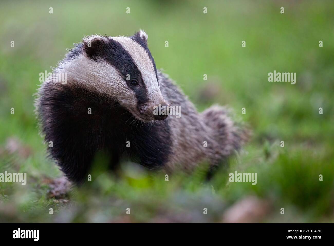 Badger in open woodland Stock Photo - Alamy
