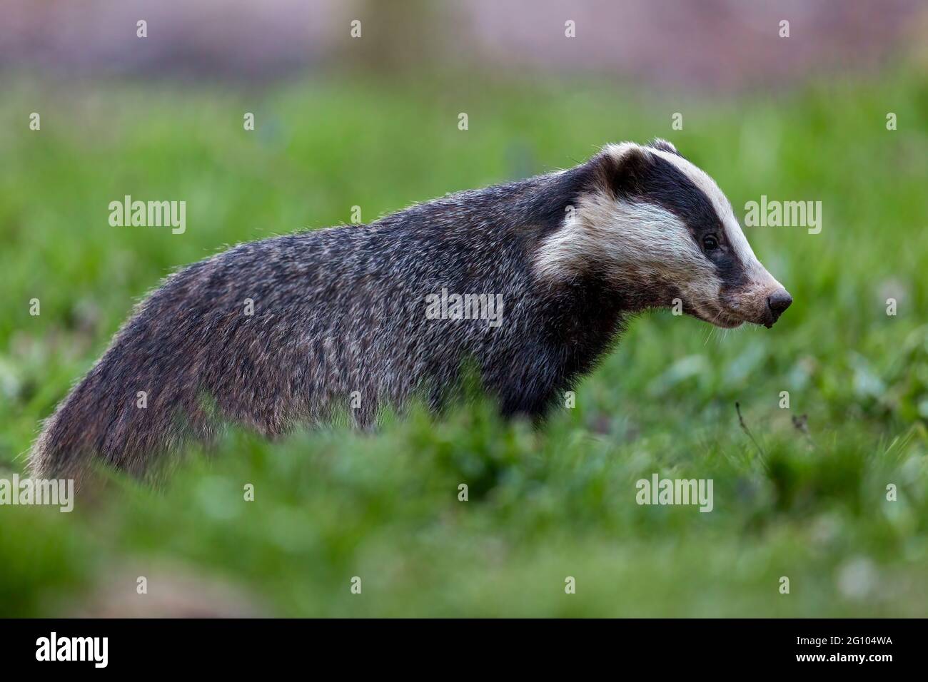 Badgers in the wild hi-res stock photography and images - Alamy