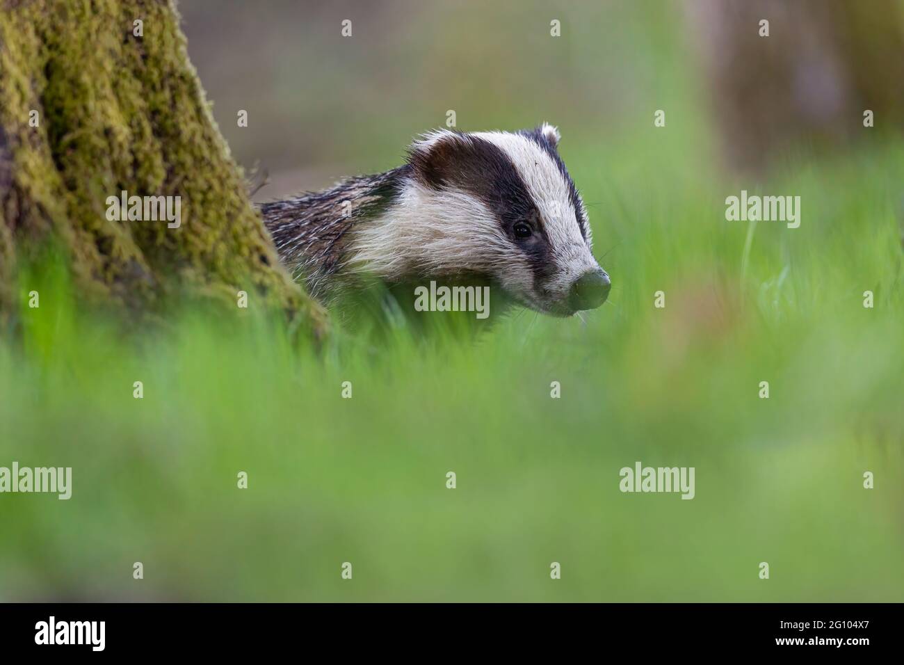 Badgers in the wild hi-res stock photography and images - Alamy