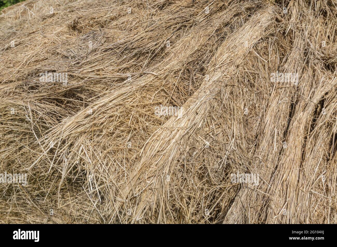 Mass straw texture of a round hay bale which has been broken open ...