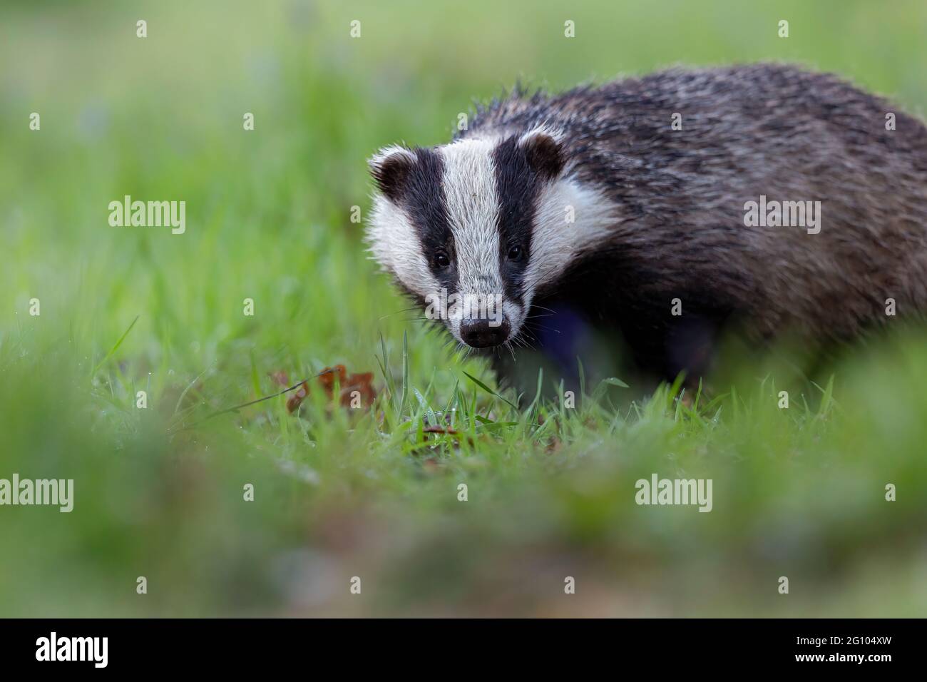 Badgers in the wild hi-res stock photography and images - Alamy