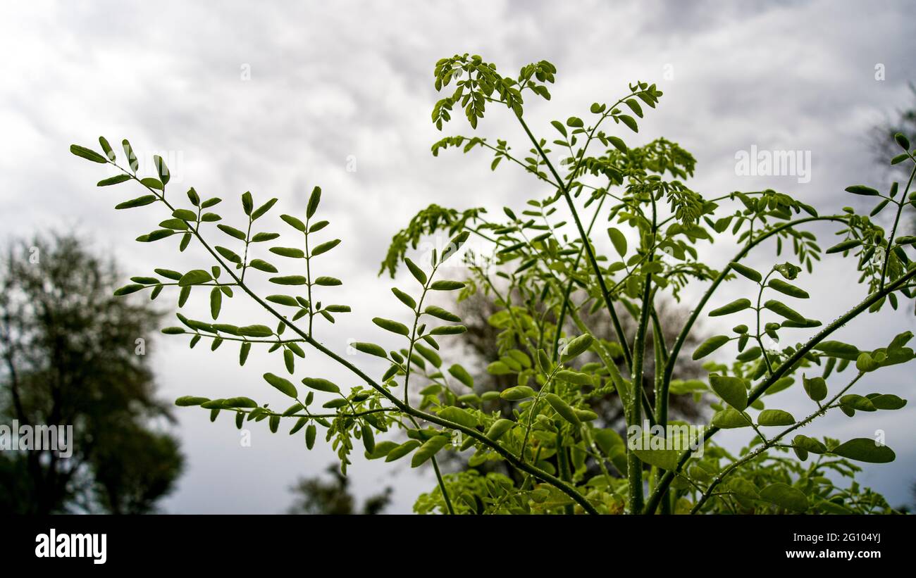 Sahjan hi-res stock photography and images - Alamy