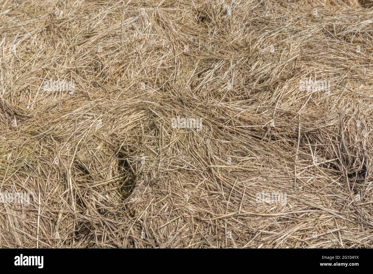 Mass straw texture of a round hay bale which has been broken open ...