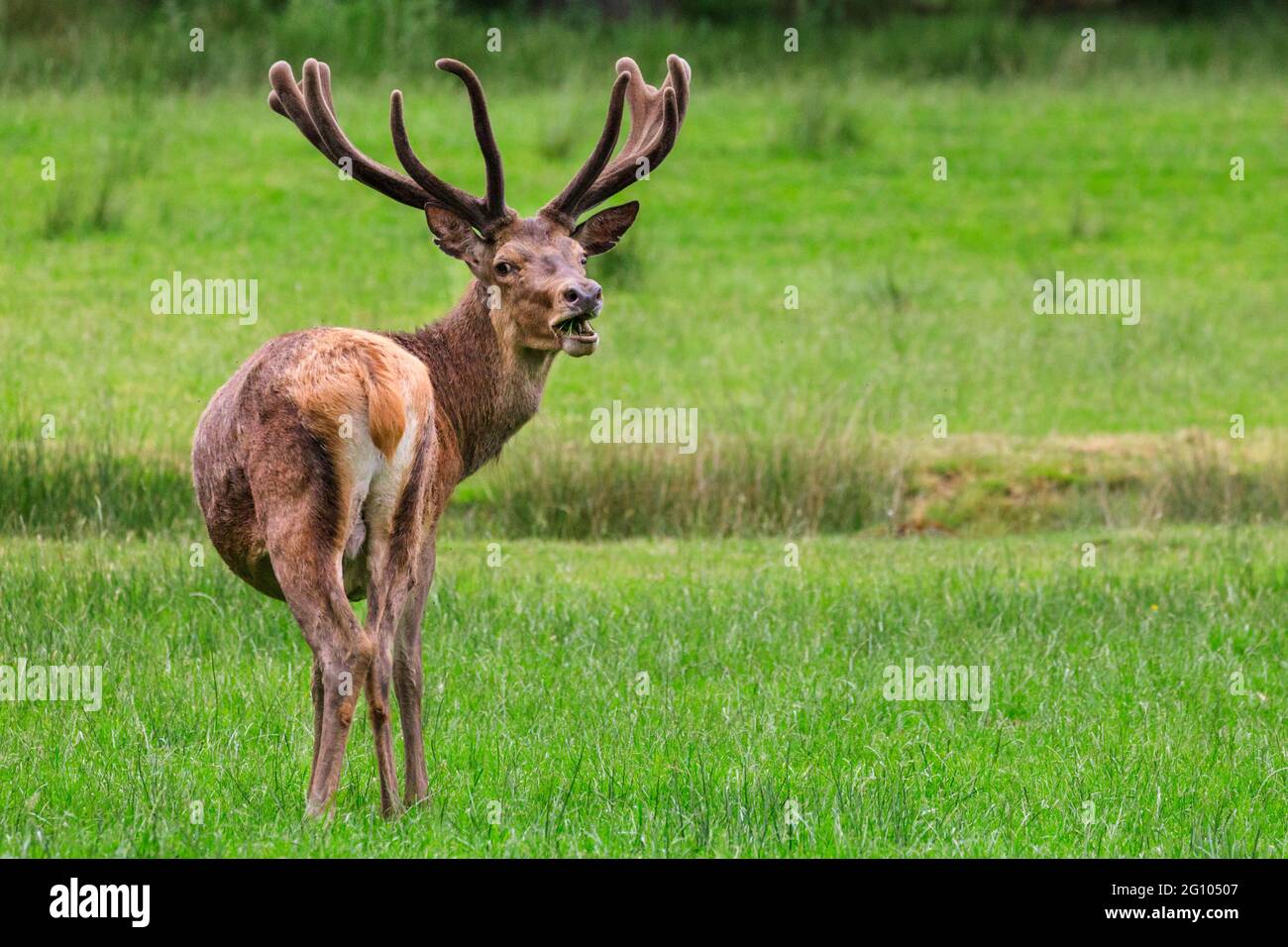 Deer growing antlers hi-res stock photography and images - Alamy