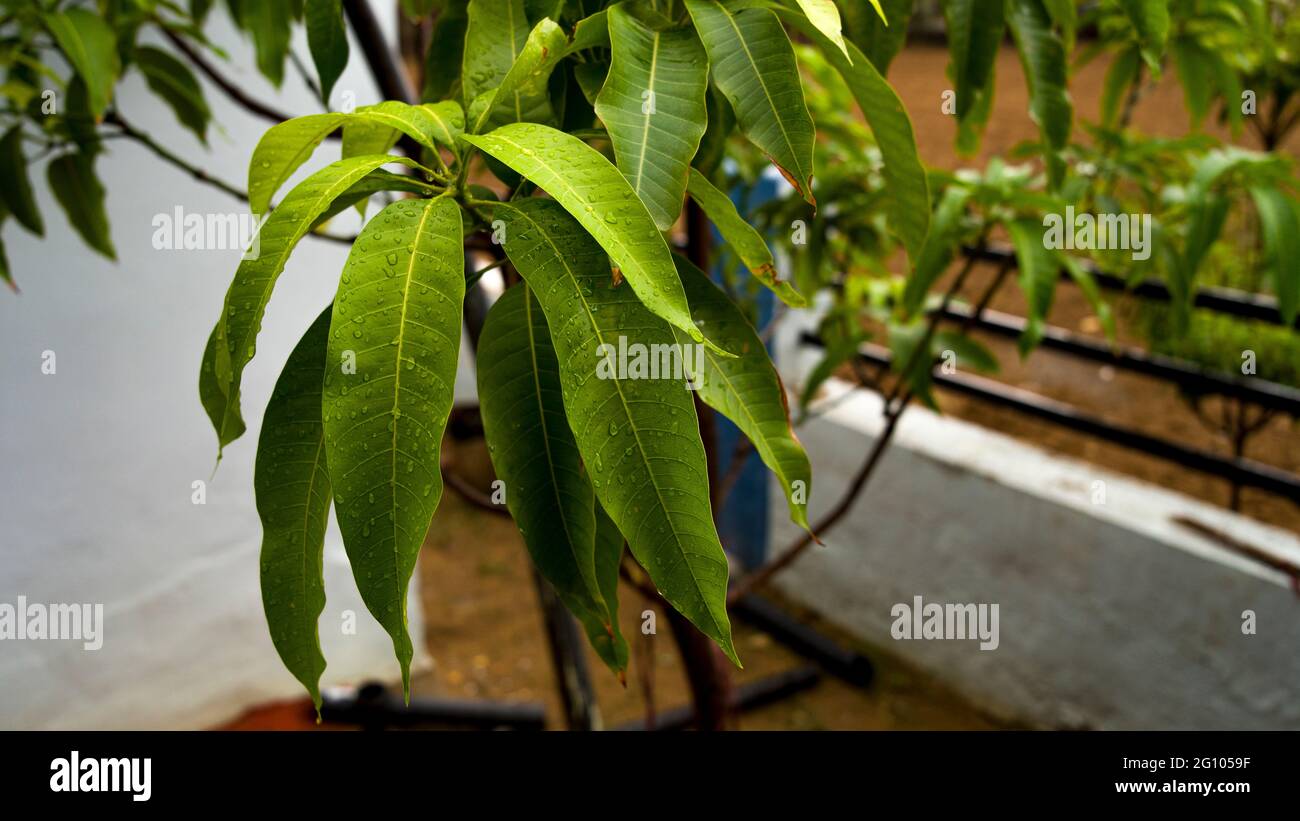 Young mango on mango tree hi-res stock photography and images - Alamy
